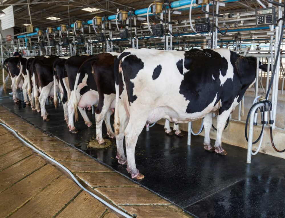 El sector lácteo español afronta 2023 en plena crisis